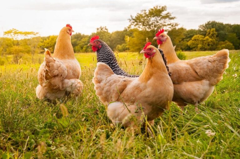 SOLUTIONS FOR POULTRY – Alboraq-Misr